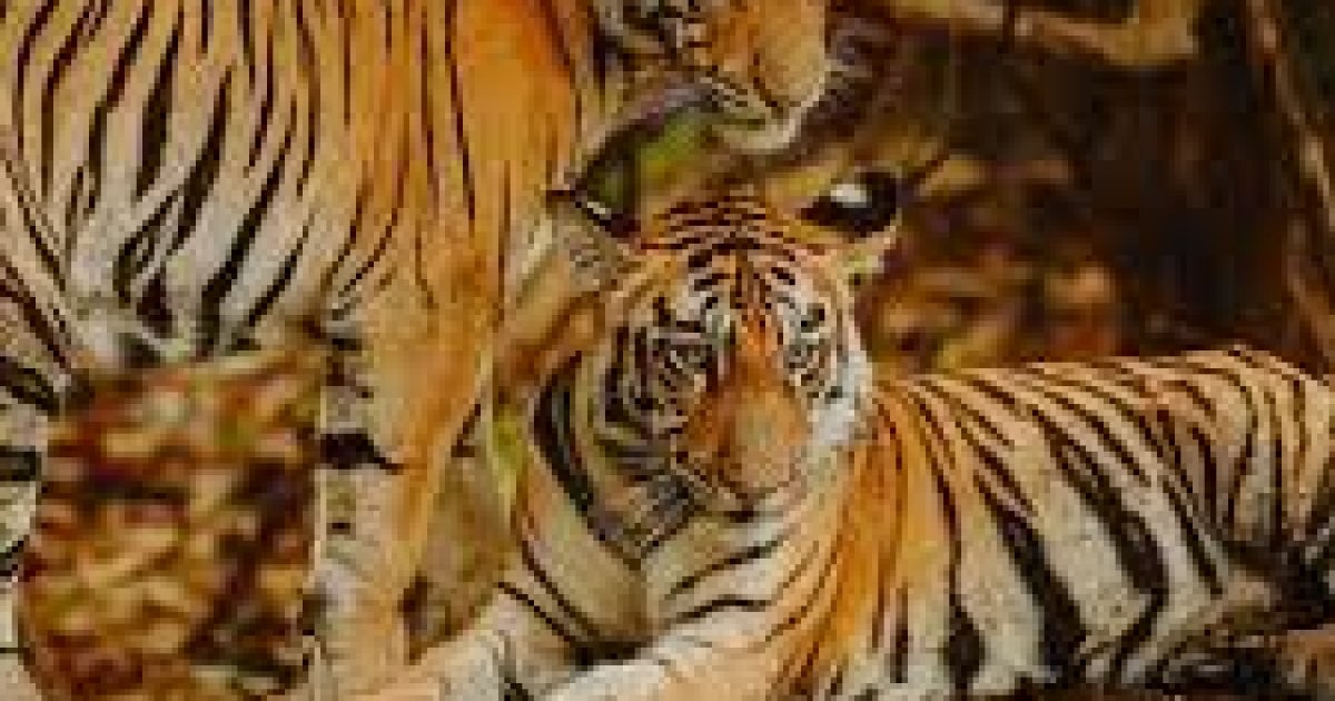 Controversial Bengal Tiger Research in Sundarbans: Radio Collaring and ...