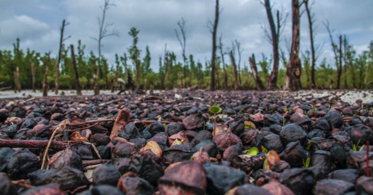 Courage, Carmen, and the Cyclone: A Journey Through Disaster and Resilience